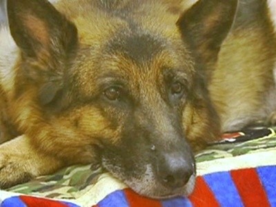 Top 10 Military Dog Names That Will Make Your Dog Brave – Scatter Web