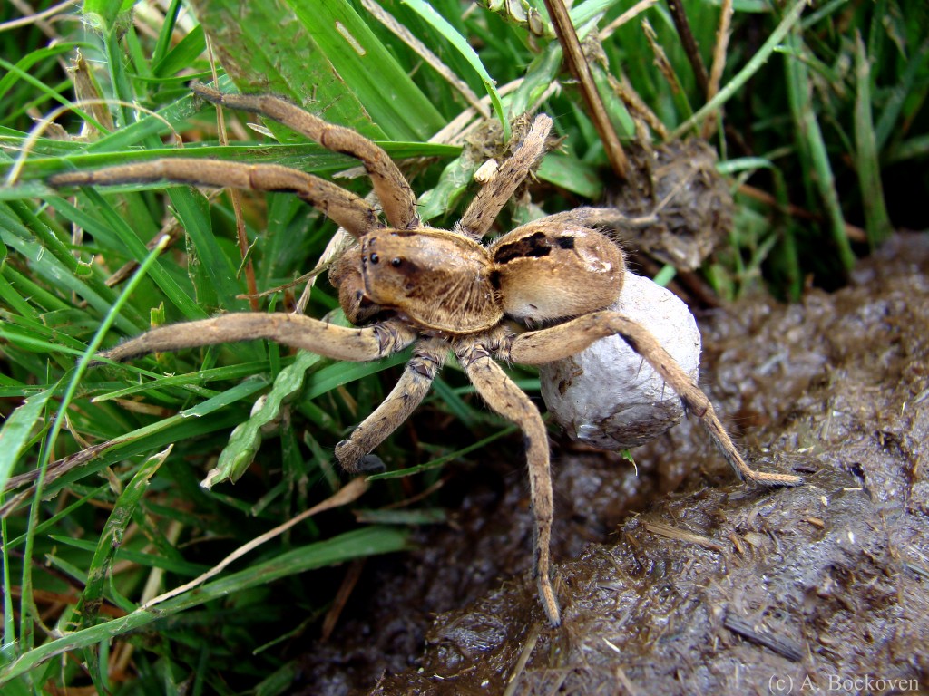 Top 10 Wolf Spider Facts That Will Surely Freak You Out – Scatter Web