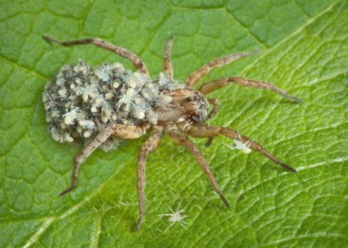 Top 10 Wolf Spider Facts That Will Surely Freak You Out – Scatter Web